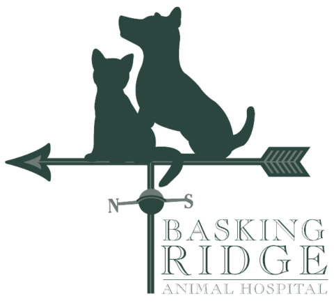 Veterinarian In Basking Ridge, NJ | Basking Ridge Animal