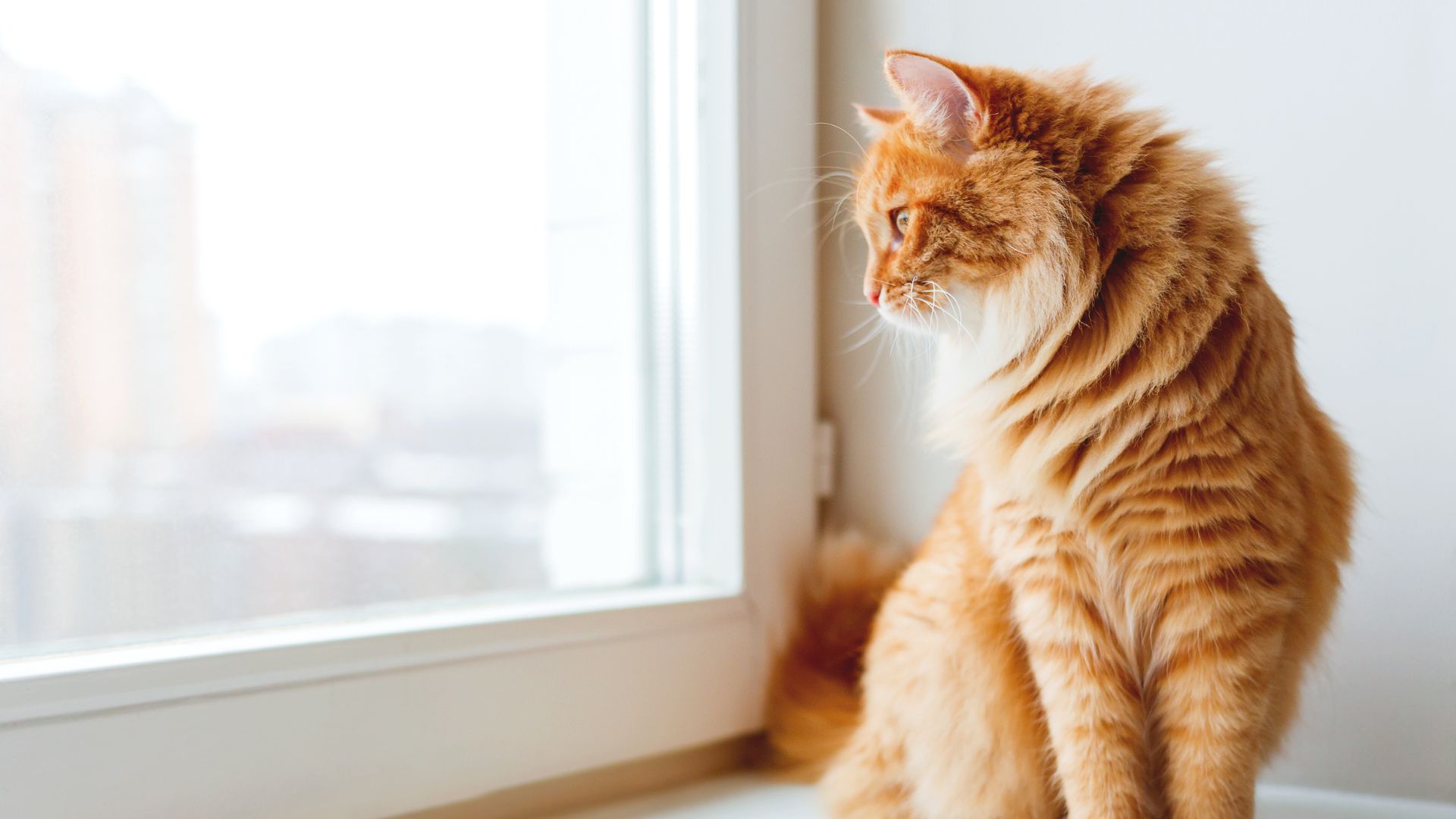 Vet Near Me Basking Ridge NJ | Basking Ridge Animal Hospital