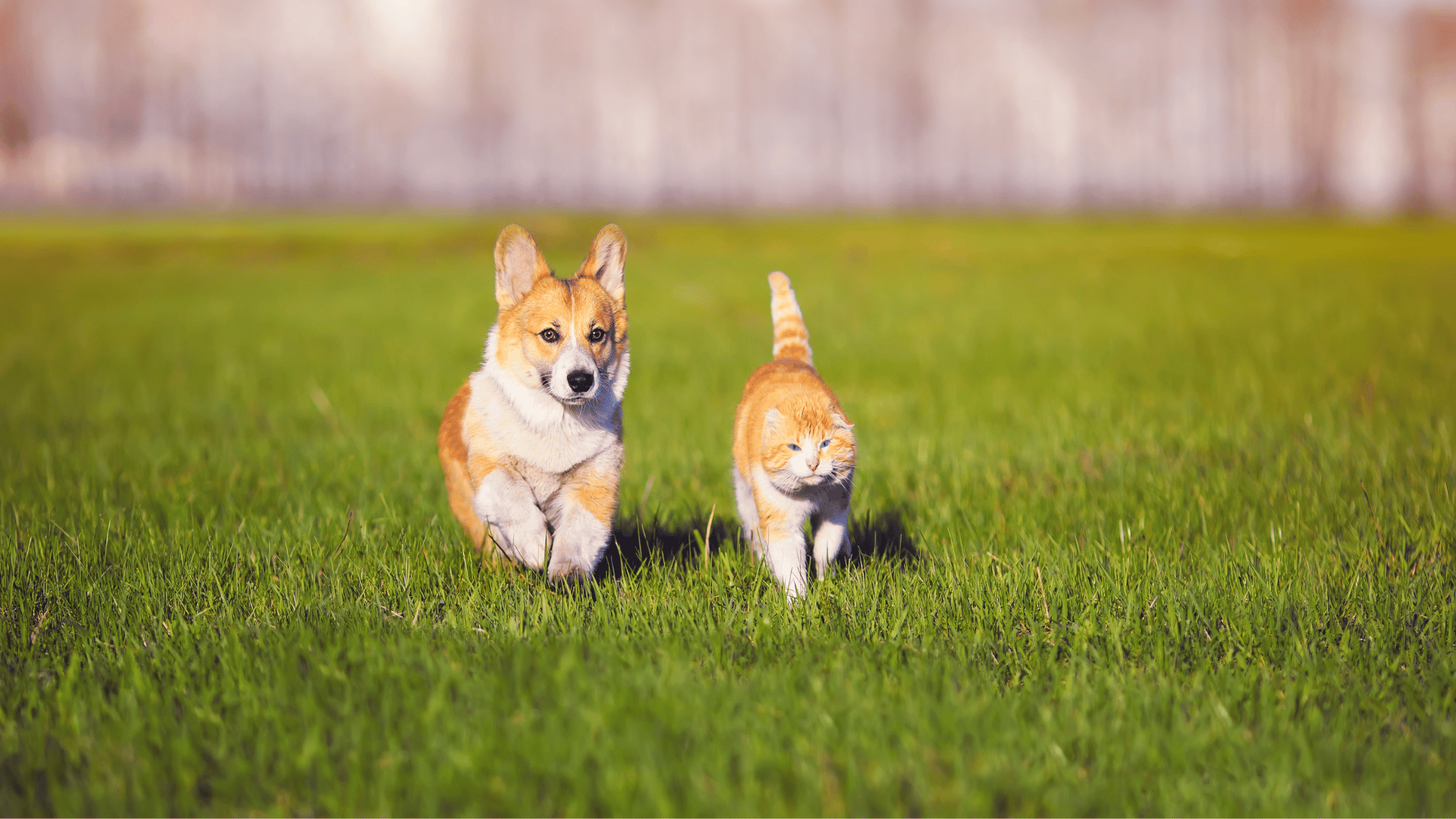 Veterinary Appointment In Basking Ridge, NJ | Basking Ridge