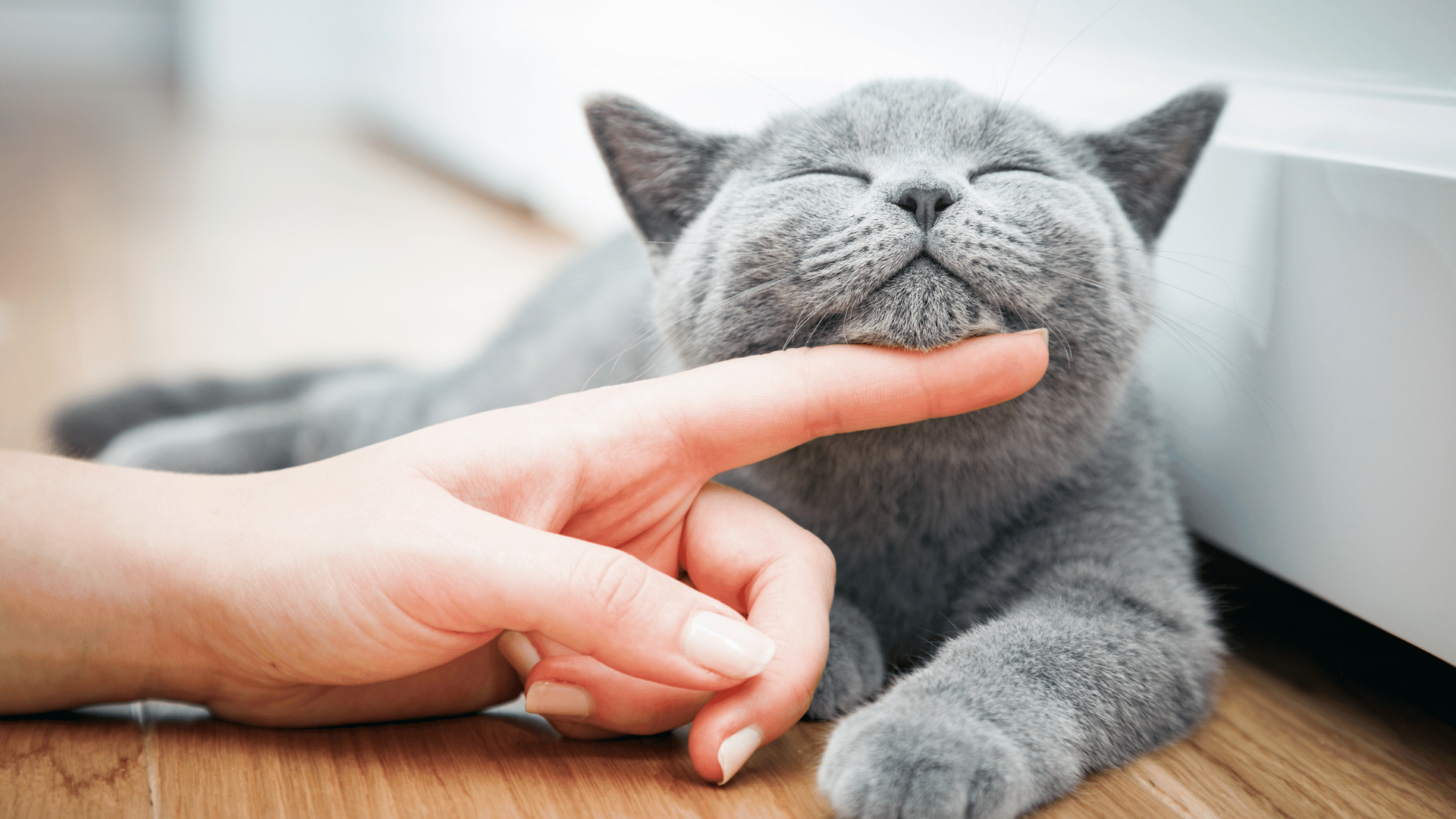 Basking Ridge Animal Hospital FAQs