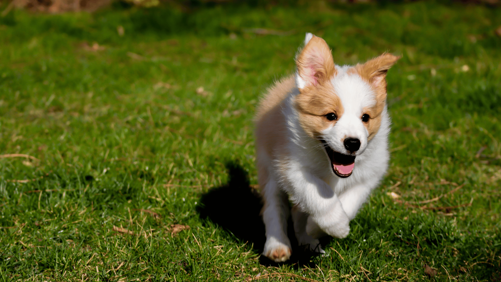 About Basking Ridge Animal Hospital | Vet Basking Ridge, NJ