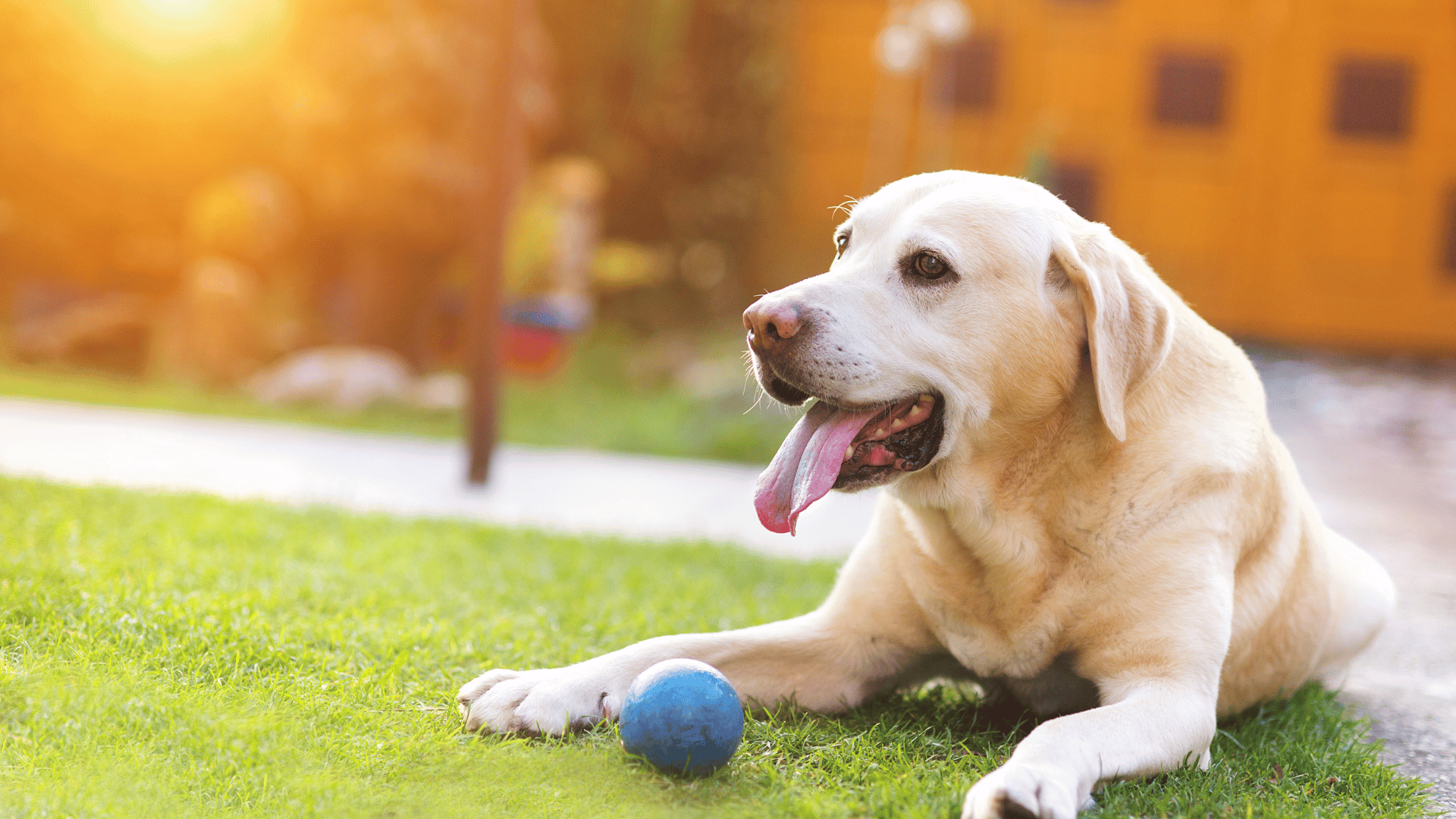 Basking Ridge Animal Hospital Online Forms