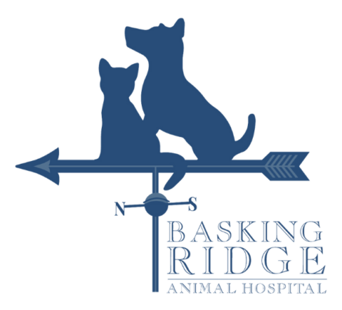Best Vet Hospital In Basking Ridge NJ | Basking Ridge Animal
