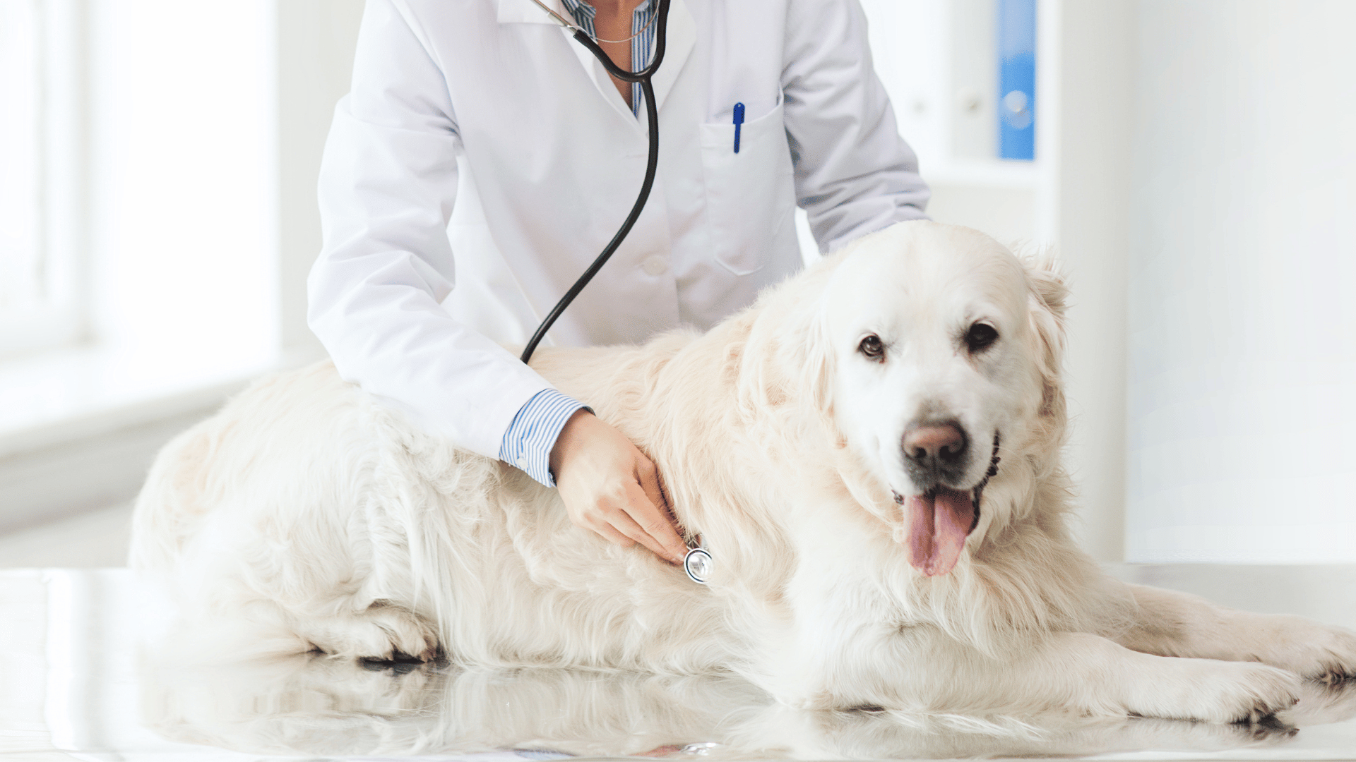 Pet Vaccination In Basking Ridge, NJ | Basking Ridge Animal