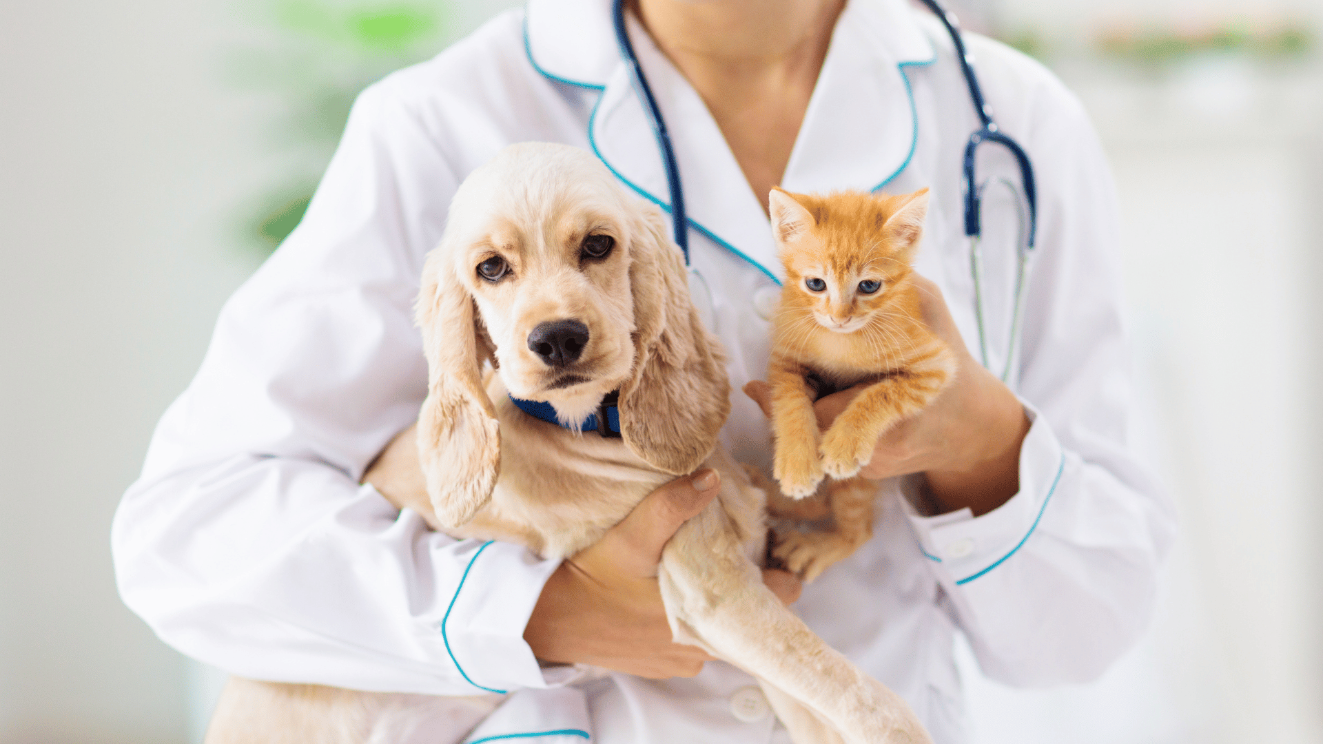 Basking Ridge, NJ Veterinary Services | Backing Ridge AH