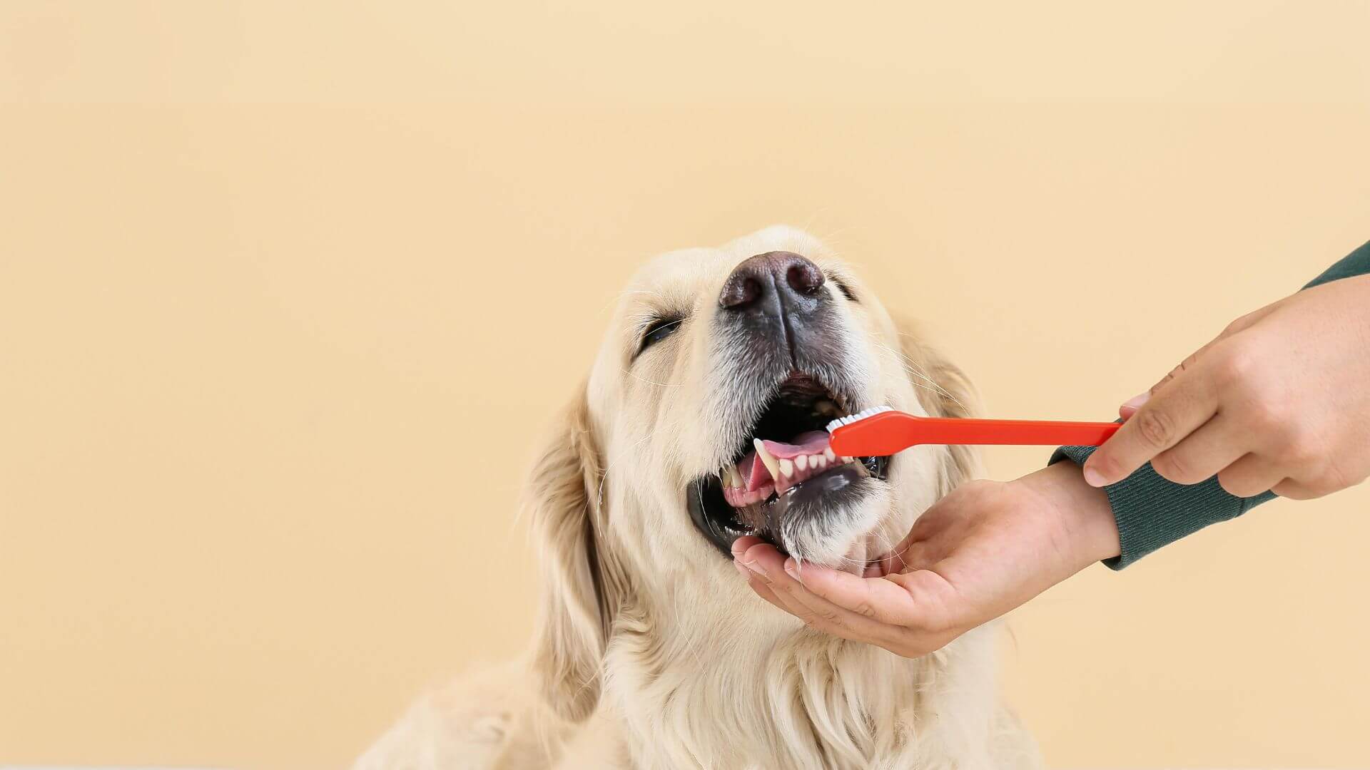 Pet Dentistry In Basking Ridge, NJ | Basking Ridge Animal