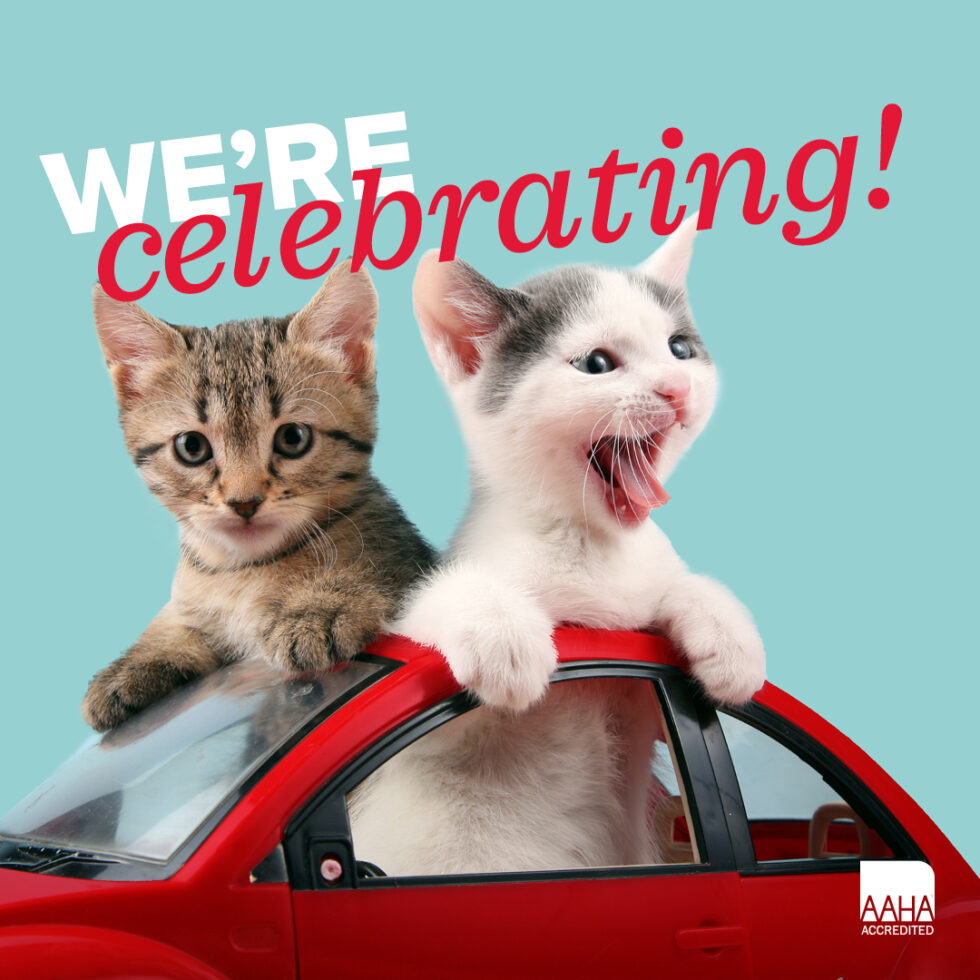 Best Vet Hospital In Basking Ridge NJ | Basking Ridge Animal